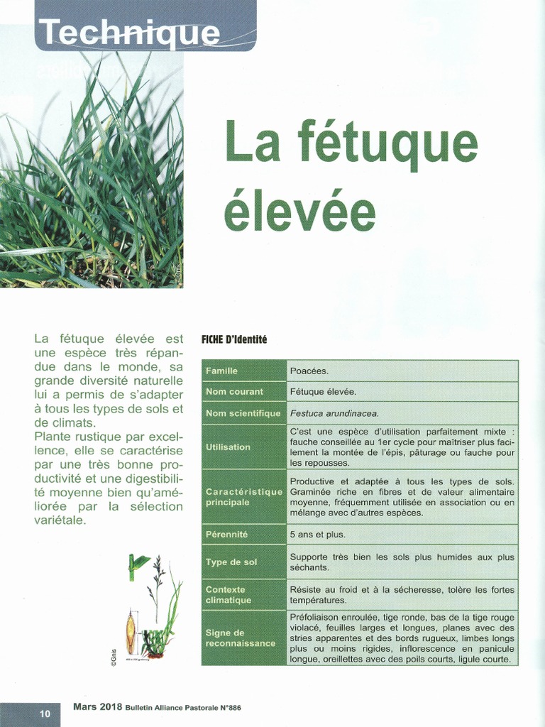 Caractéristiques de la fétuque élevée | PDF | Prairie | Foin