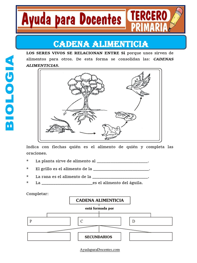Ficha de Cadena Alimenticia 3° Primaria | PDF | Ciencias de la Tierra ...