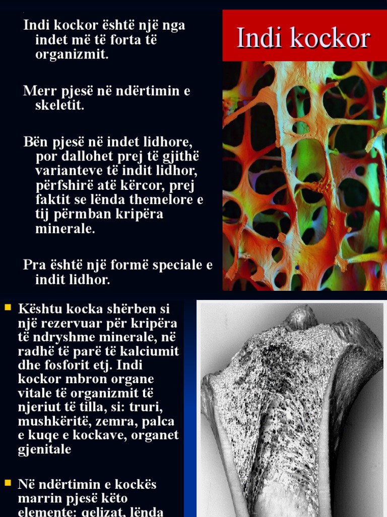 10.1 Indi Lidhor Fijengjeshur Kocka DR Xhela | PDF