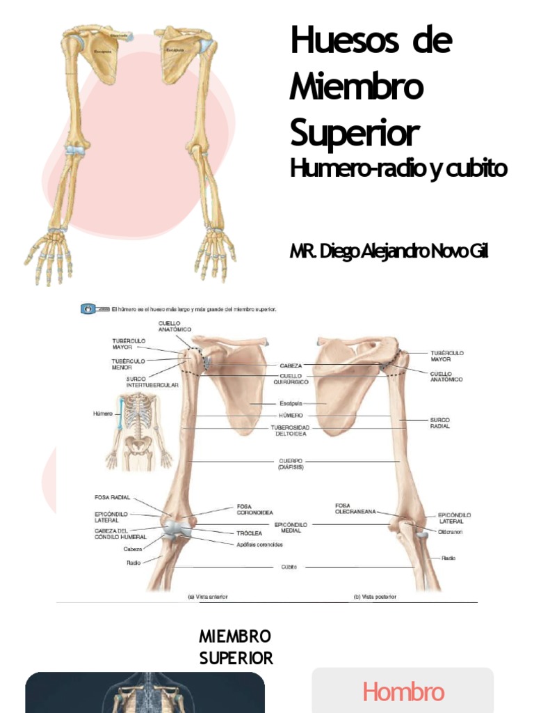 Humero Radio y Cubito | PDF | Codo | Hombro