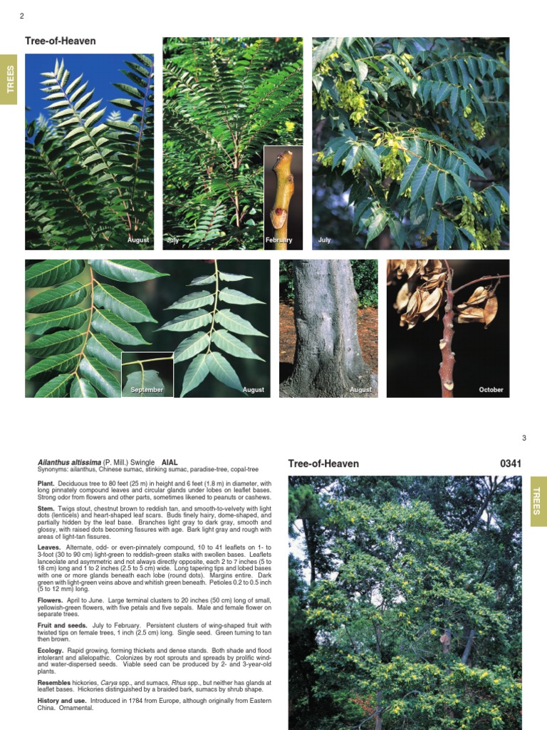 01 Trees | PDF | Leaf | Plants