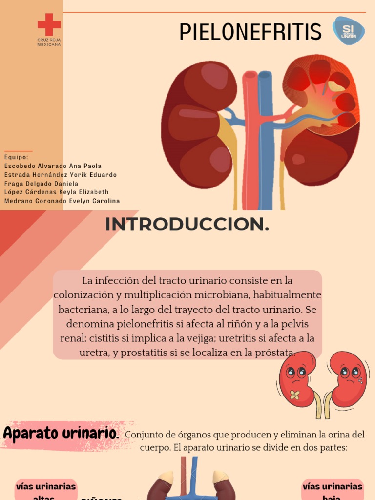 Pielonefritis | PDF | Infección del tracto urinario | Sistema urinario