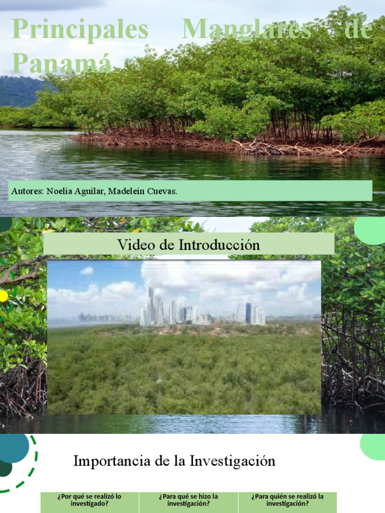 Principales Manglares de Panamá | PDF | Los bosques | Mangle