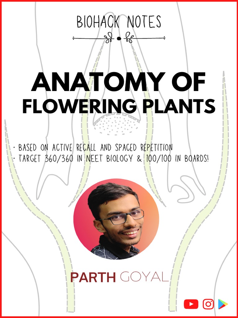 Anatomy BioHack | PDF | Plant Stem | Tissue (Biology)