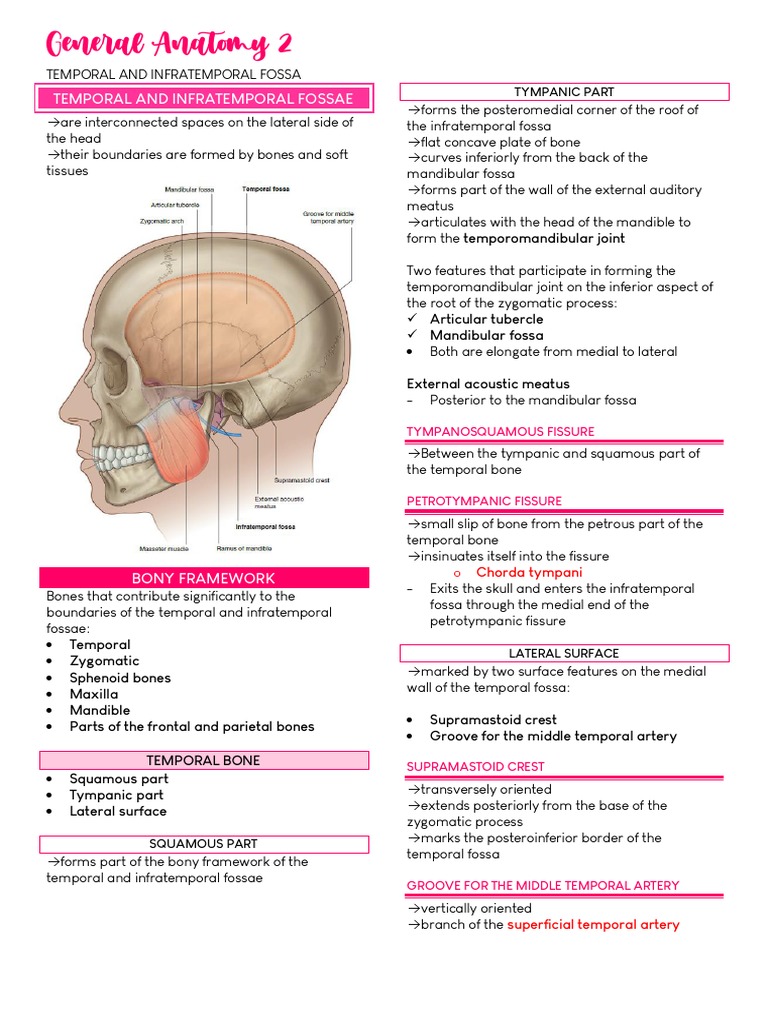 Temporal And Infratemporal Fossae Pdf Human Head And Neck