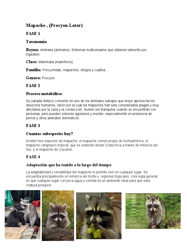 Mapache | PDF