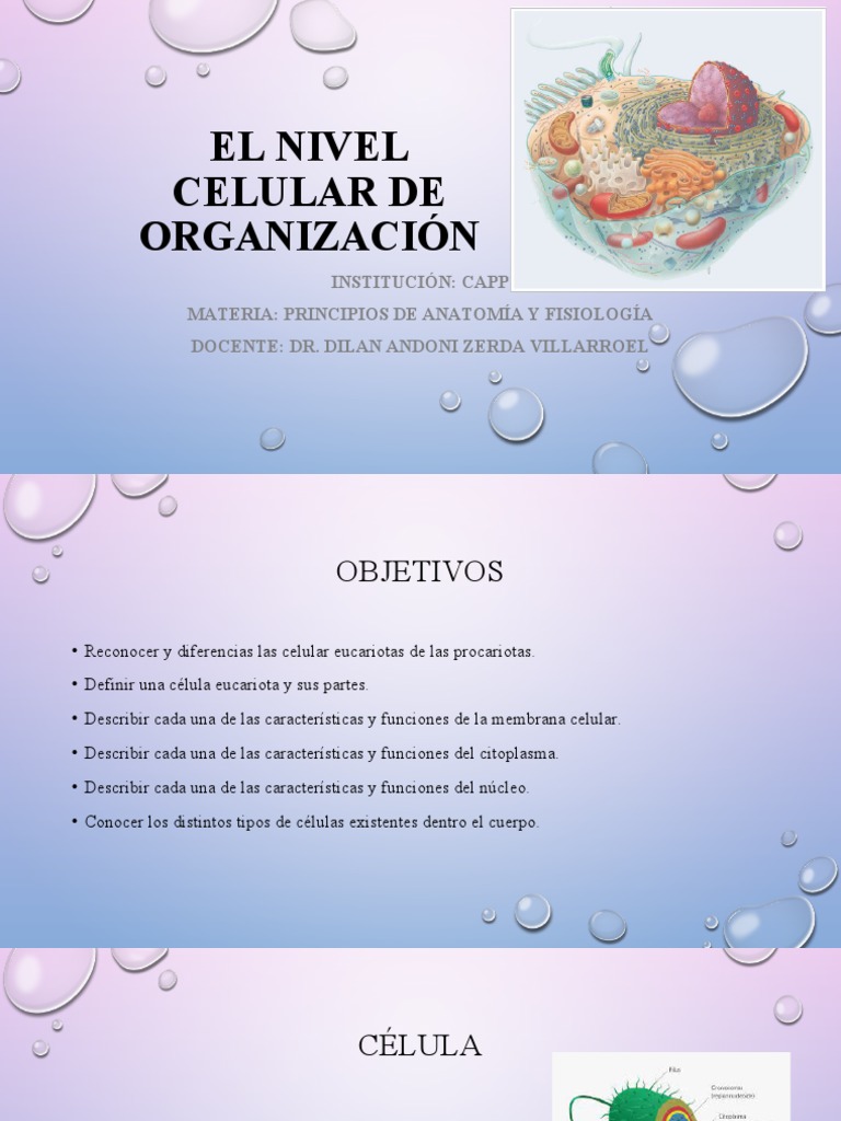 Nivel Tisular de Organizacion | PDF | Mitosis | Citoplasma