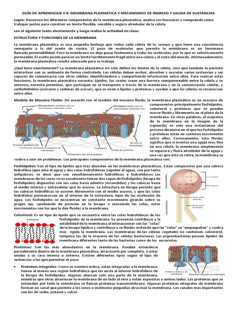 Guía de Aprendiazaje# 8 Transporte de Sustancias A Traves de La Membrana | PDF | Membrana ...
