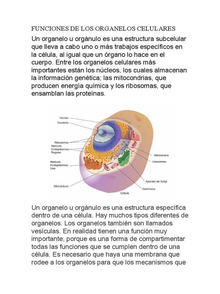 Funciones de Los Organelos Celulares | PDF