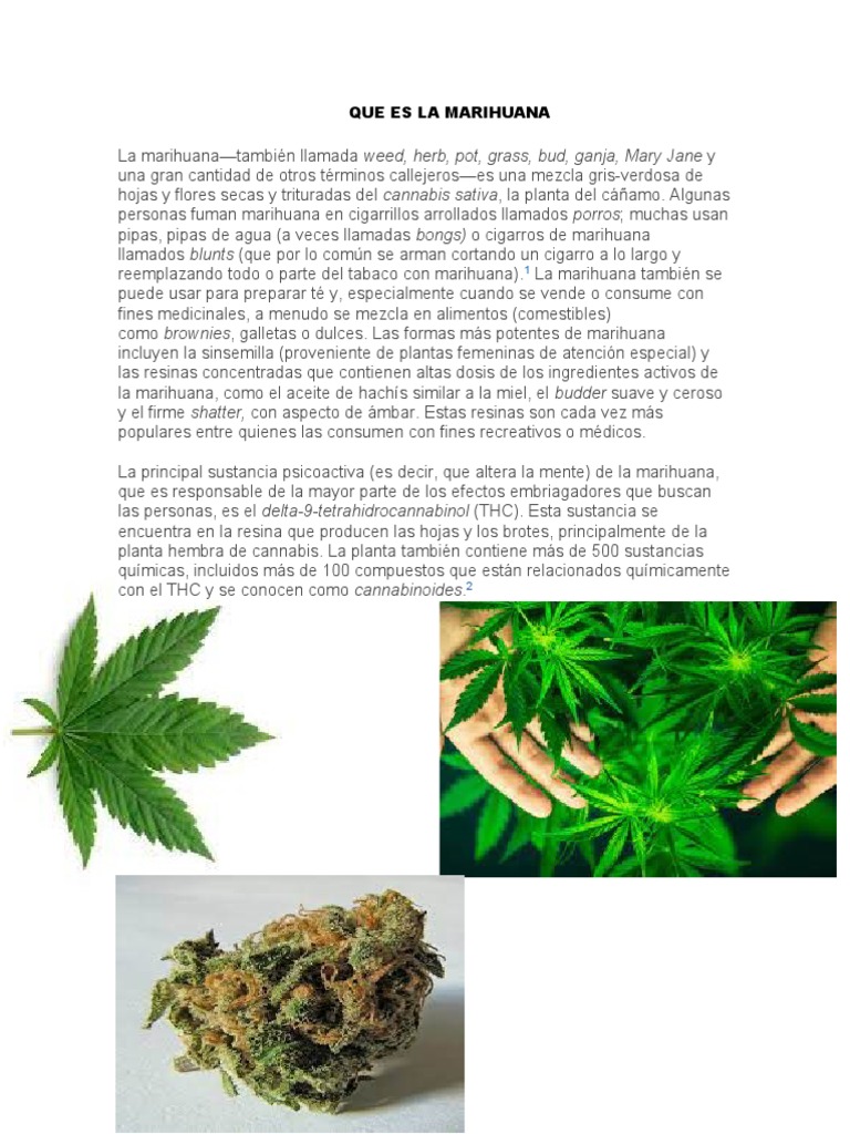 Que Es La Marihuana Pdf Cannabis Droga Drogas