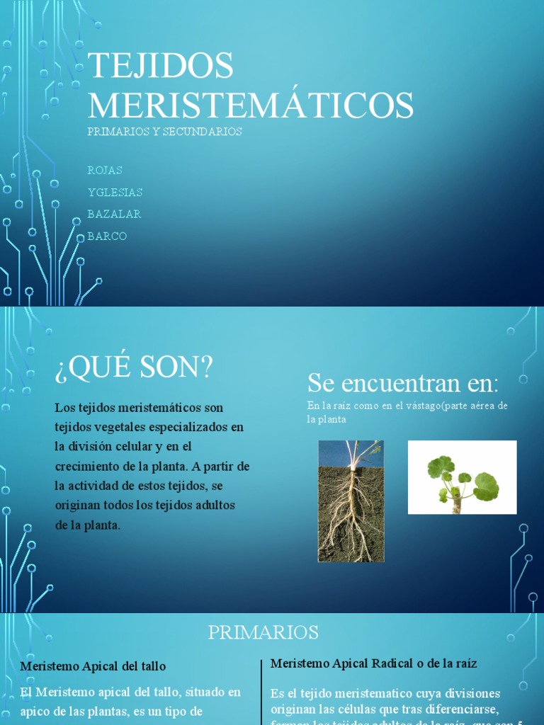 Tejidos meristemáticos | PDF