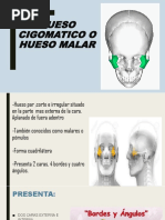 Términos de Lateralidad en Anatomía | PDF | Términos anatómicos de ...