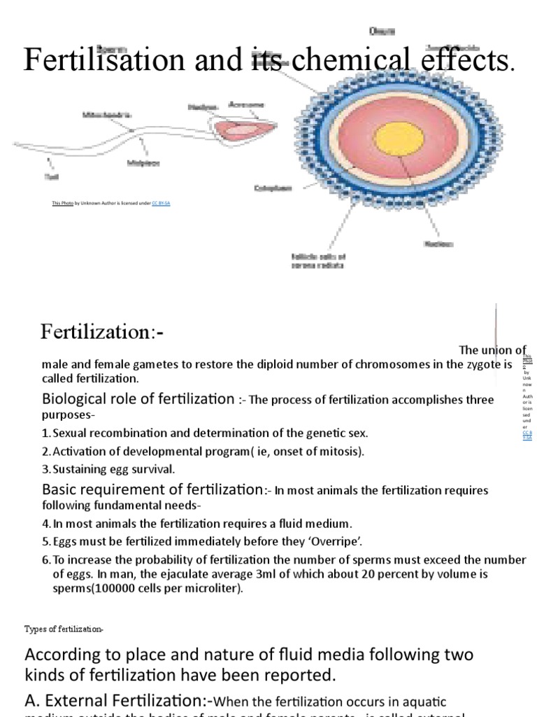 Fertilisation and Its Chemical Effects | PDF | Fertilisation | Cell ...