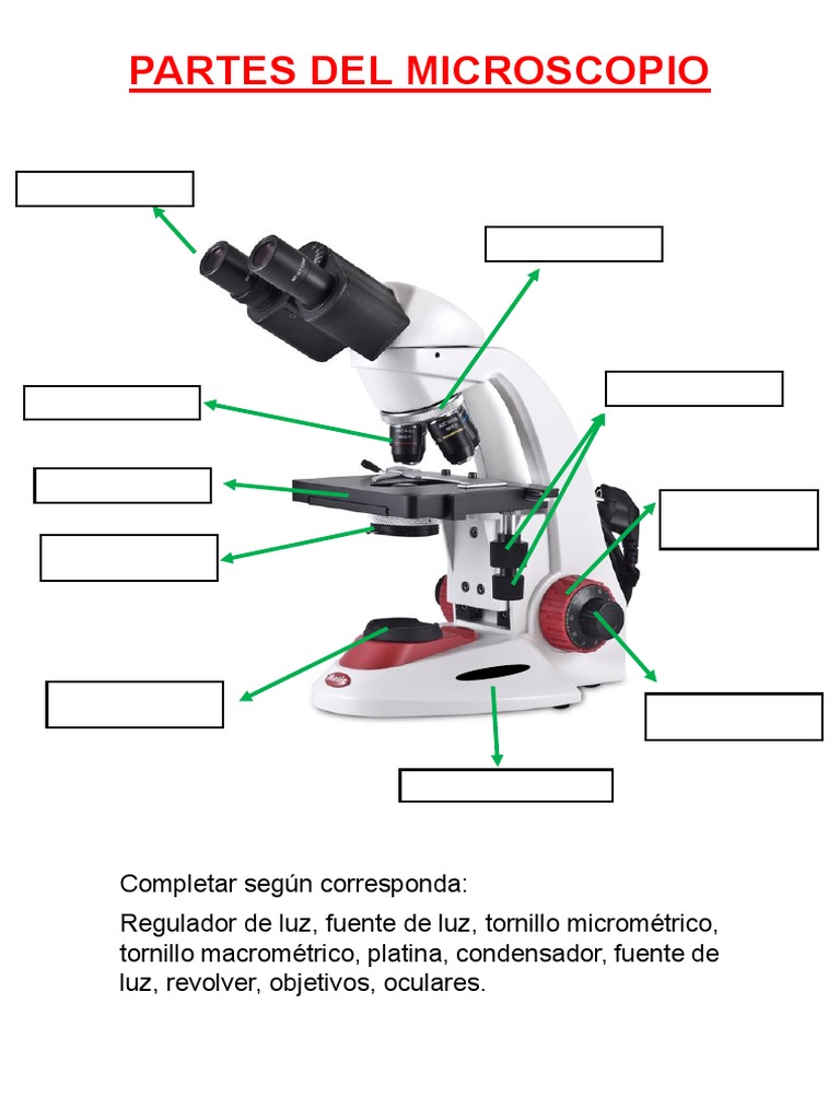 Partes del Microscopio para Completar | PDF
