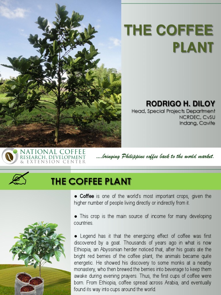 Coffee Plant | PDF | Plants | Botany