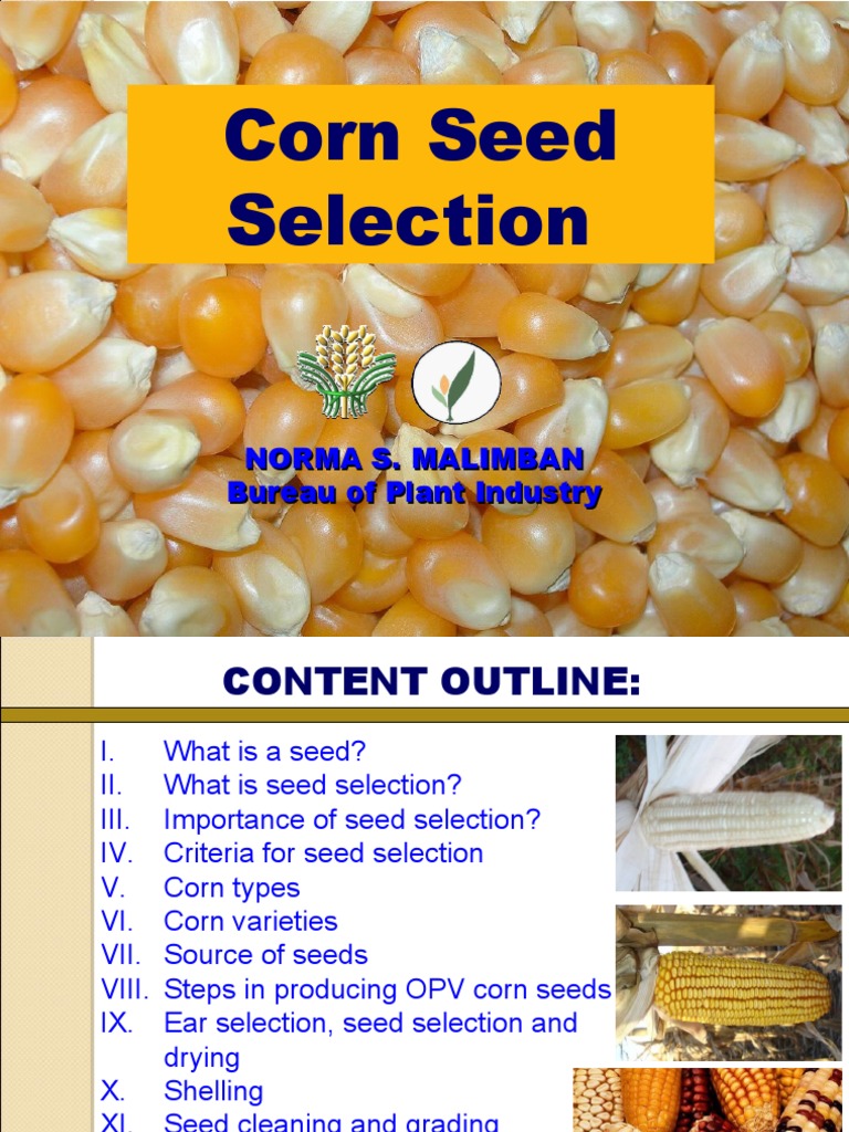 Corn Seed Selection | PDF | Maize | Genetically Modified Crops