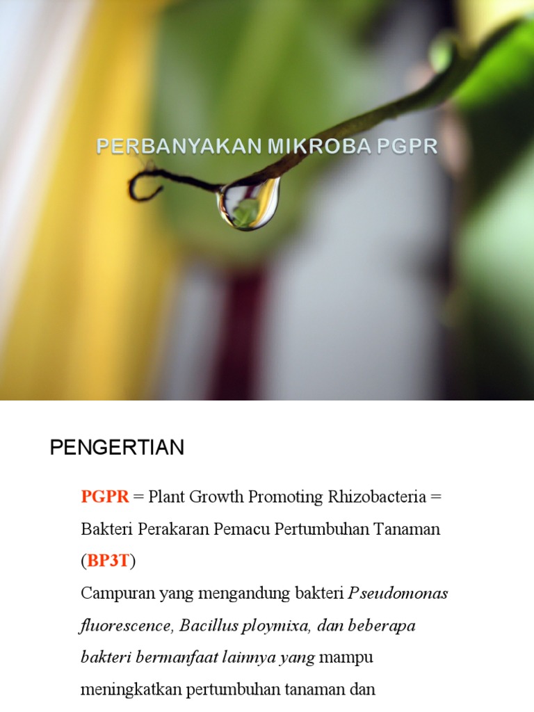 Panduan Praktis PGPR untuk Petani | PDF | Sains & Matematika