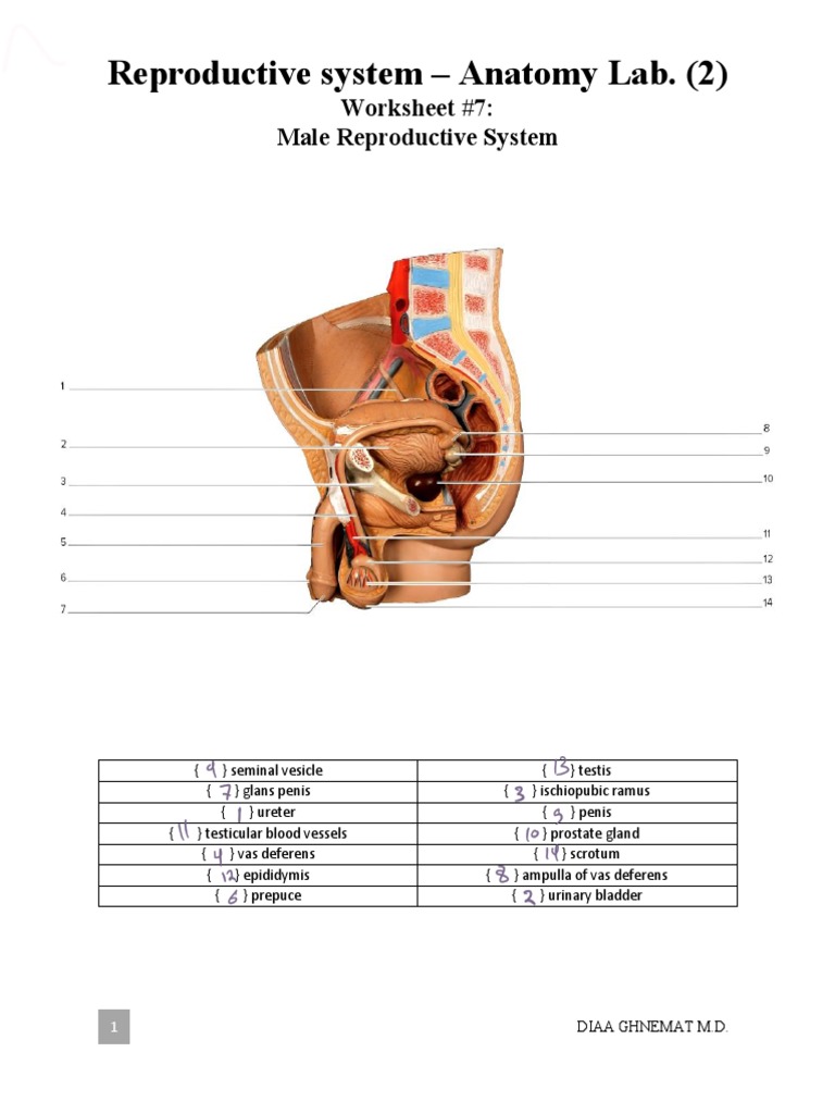 Anatomy Lab. (2) - Worksheets | PDF | Uterus | Prostate