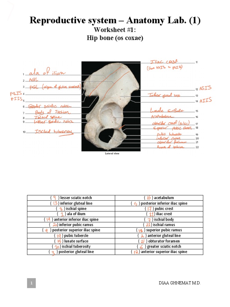 Anatomy Lab. (1) - Worksheets 7fd | PDF | Pelvis | Human Anatomy