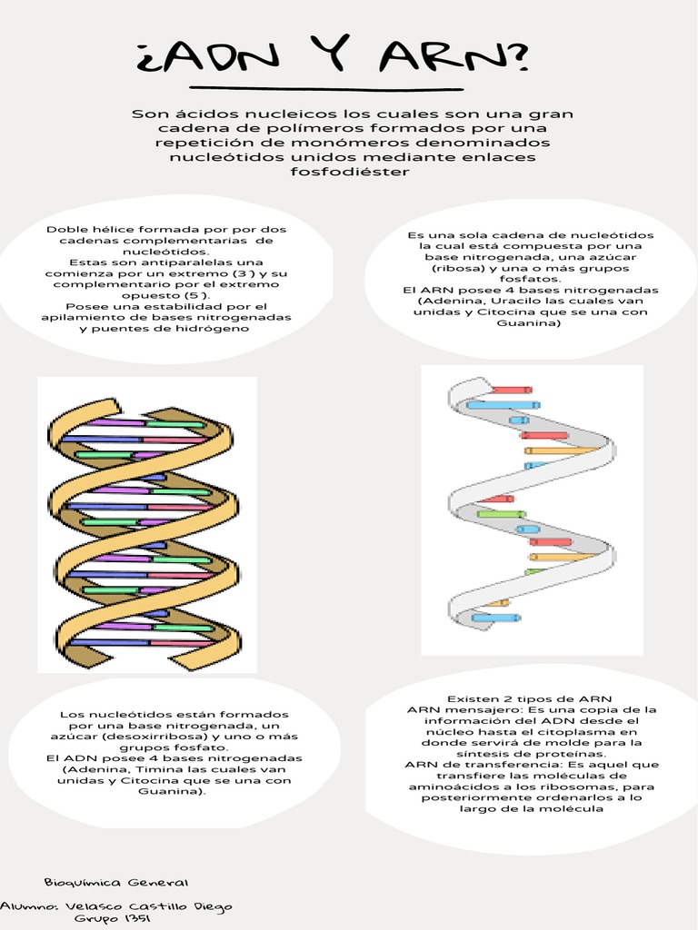 ¿ADN Y ARN | PDF | Rna | Nucleótidos