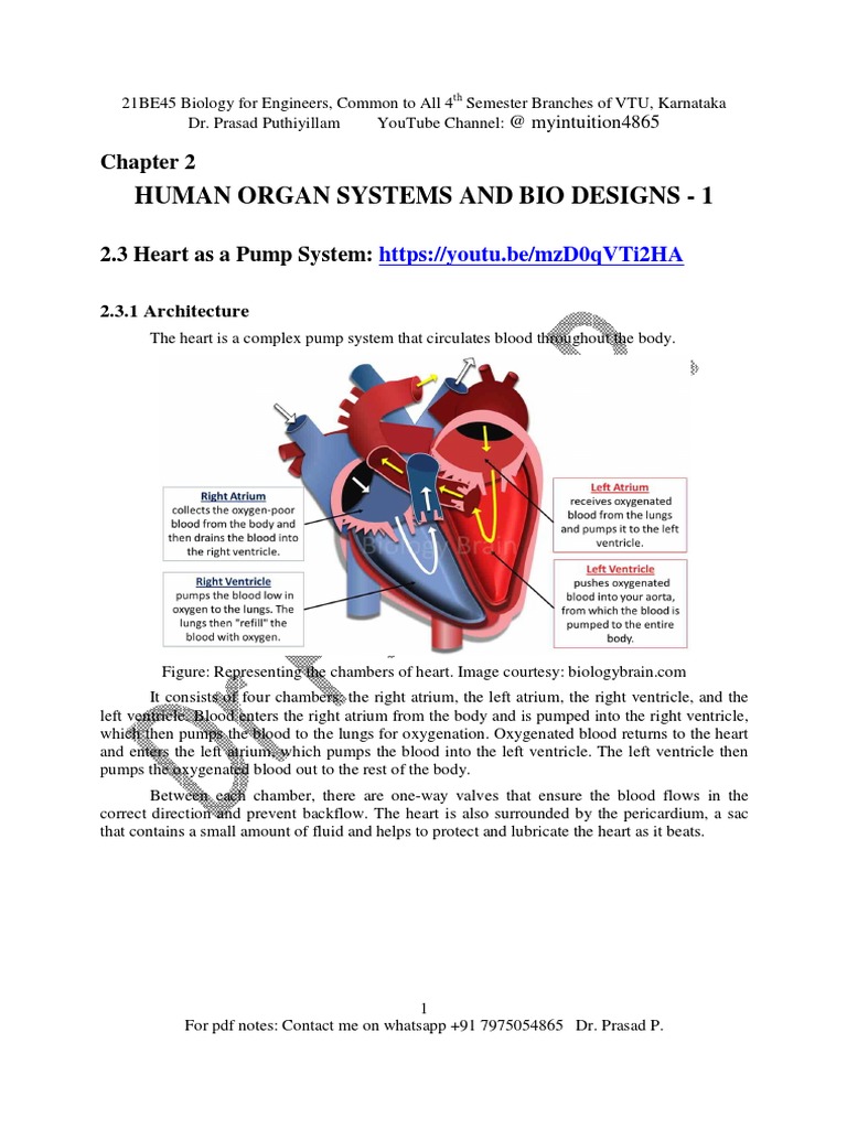 Heart Function and Design Insights | PDF | Heart | Artificial Cardiac ...