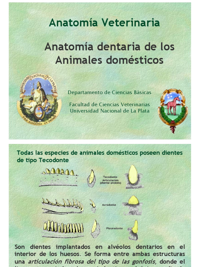 Dientes (Teorico) | PDF | Diente | Anatomia dental