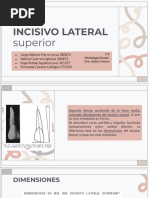 Resumen Canino Inferior | PDF | Anatomia dental | Ramas de Odontología