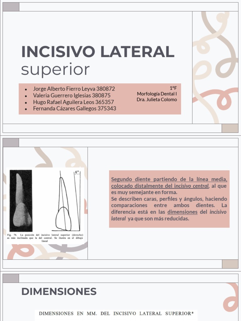 Anatomía del Incisivo Lateral Superior | PDF | Anatomia dental | Boca