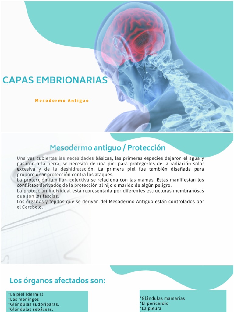 Mesodermo Antiguo | PDF