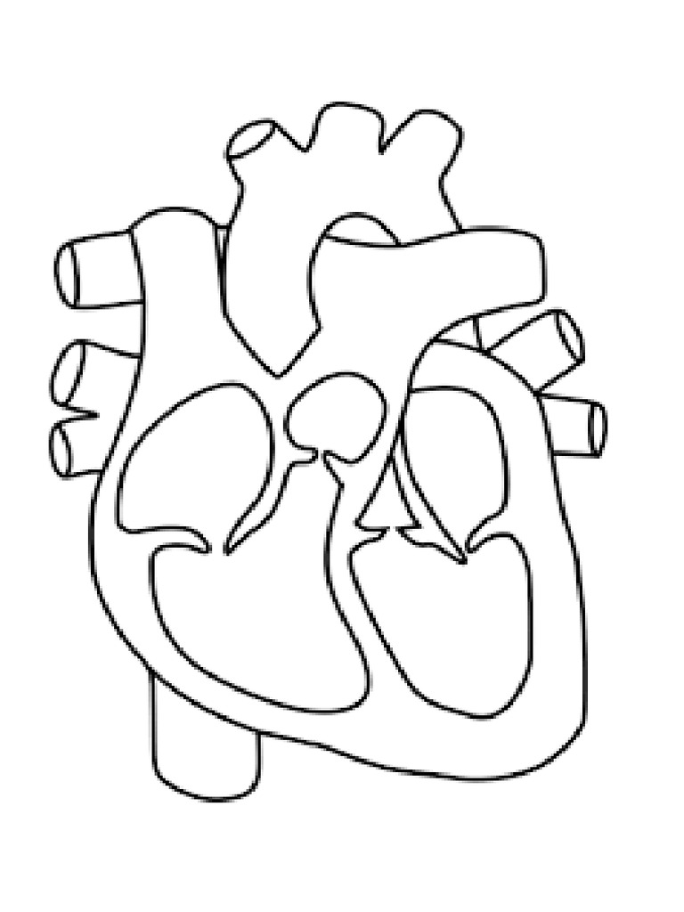 Heart | PDF