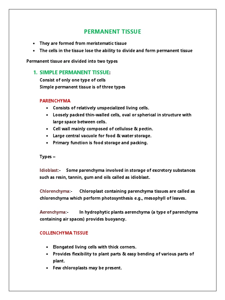 Permanent Tissue | PDF | Tissue (Biology) | Zoology