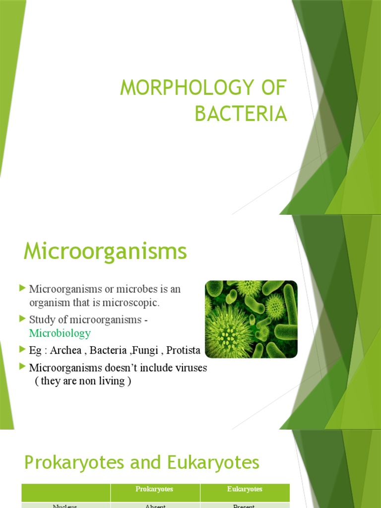Morphology of Bacteria | PDF | Cell (Biology) | Bacteria