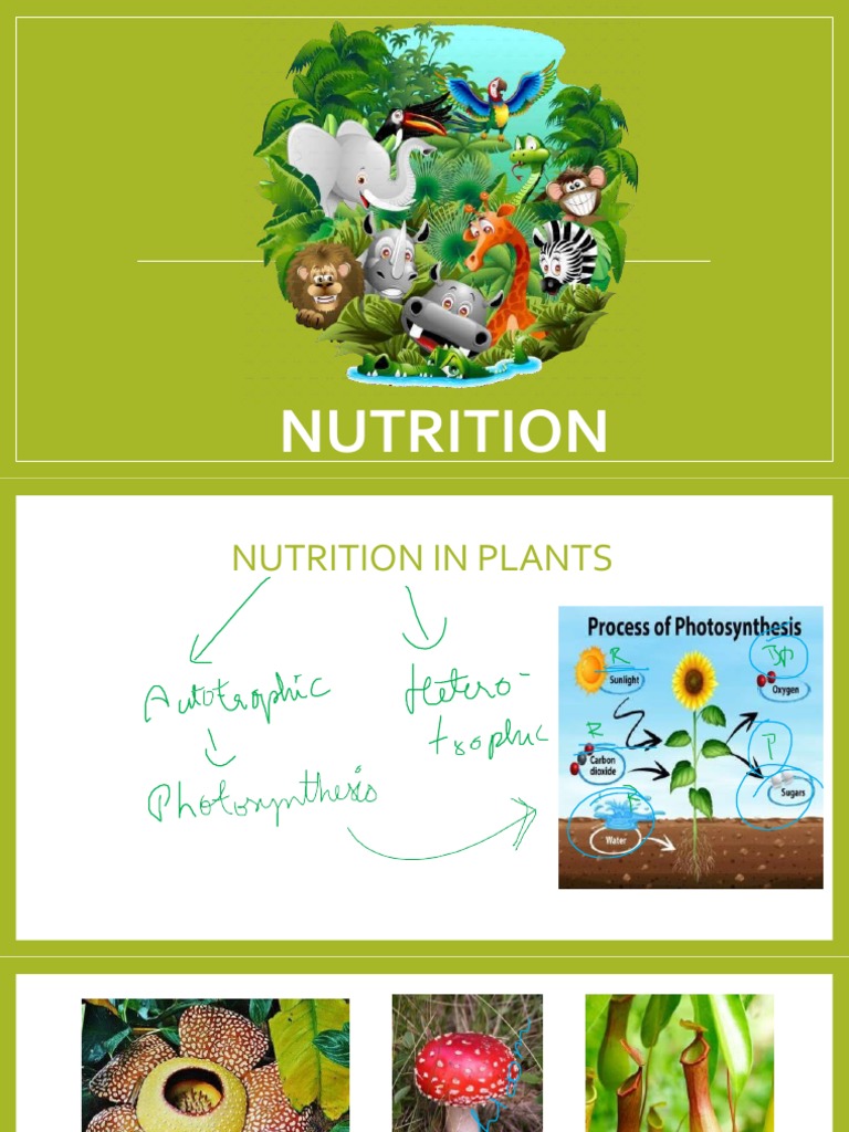 Photosynthesis Process Explained | PDF | Photosynthesis | Chloroplast
