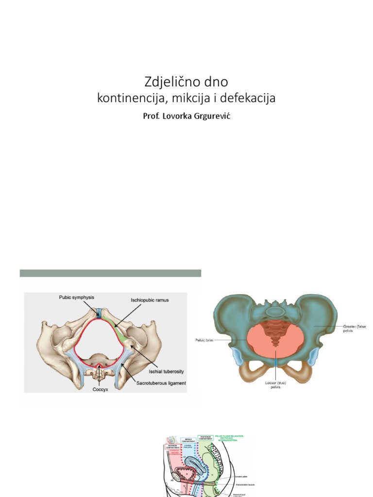 Zdjelica Mikcija Defekacija | PDF