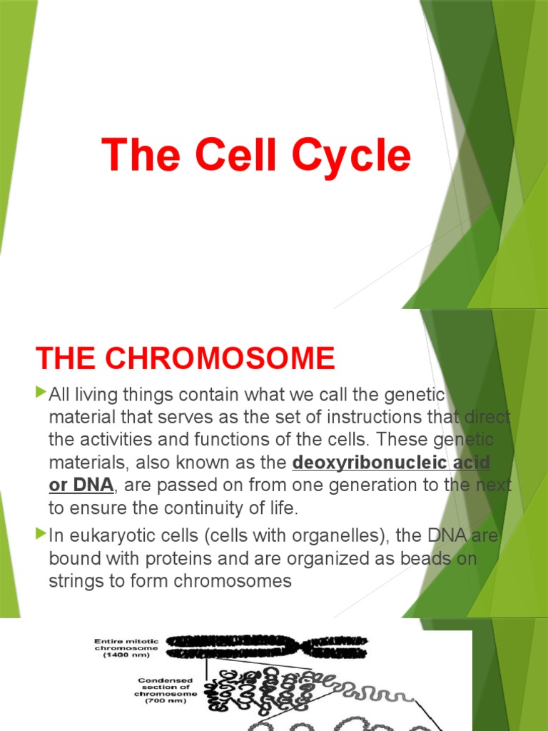 The Cell Cycle | PDF | Meiosis | Mitosis
