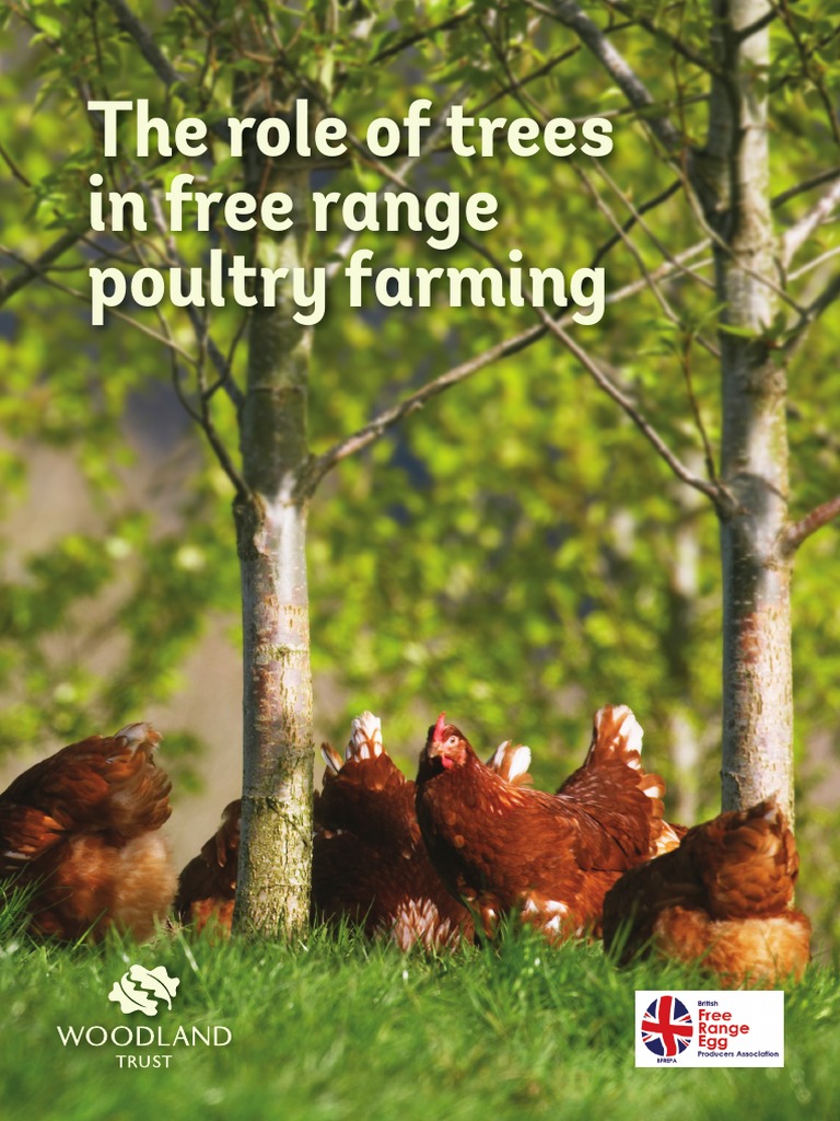 Benefits of Trees in Poultry Farming | PDF | Poultry Farming | Chicken