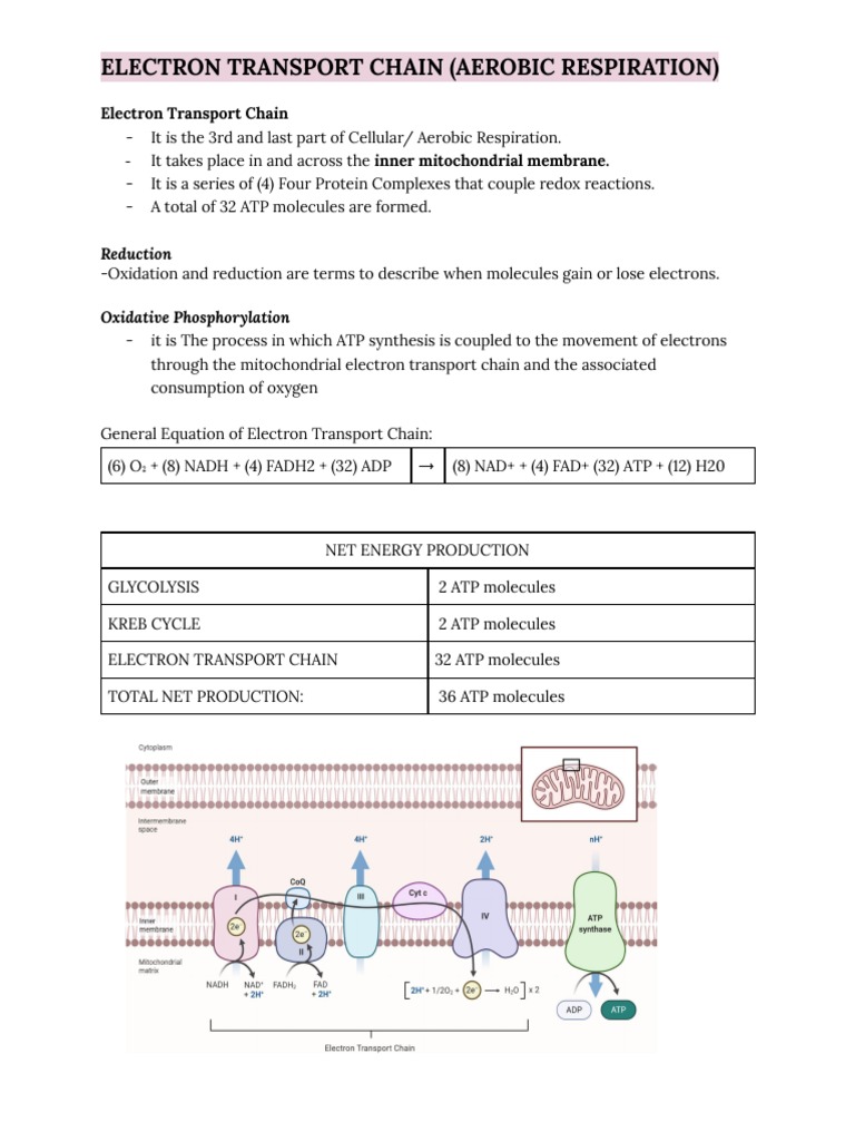 Electron Transport Chain | PDF | Electron Transport Chain | Cellular Respiration