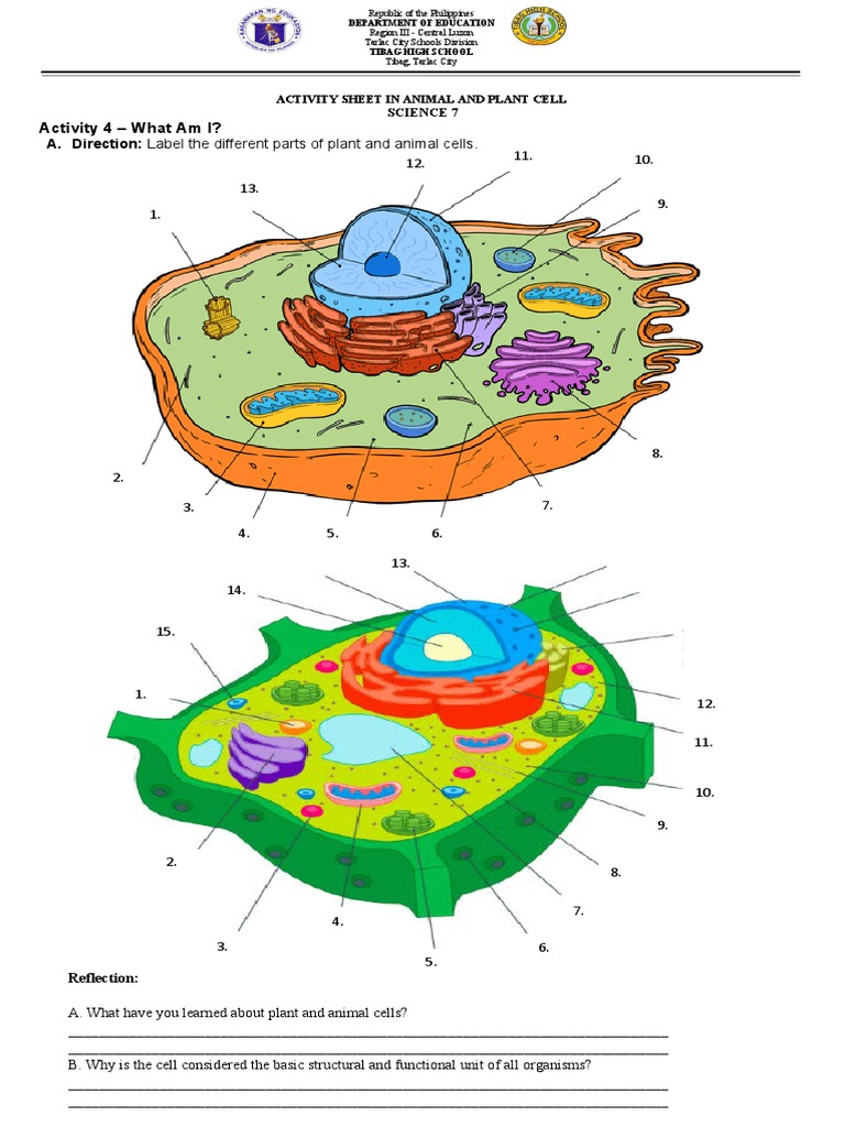 Plant and Animal Cell Activity Sheet | PDF | Cell (Biology) | Eukaryotes