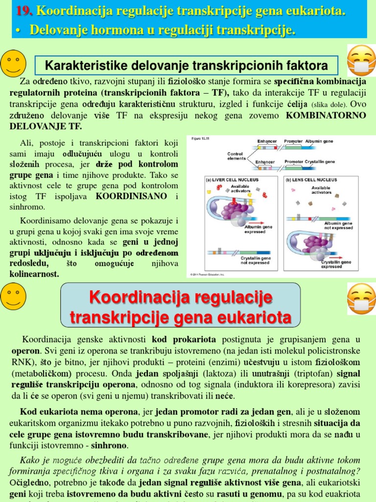 20 - Koordinisana Aktivnost Gena. Regulacija Ekspresije Gena Pomoću Hormona. | PDF