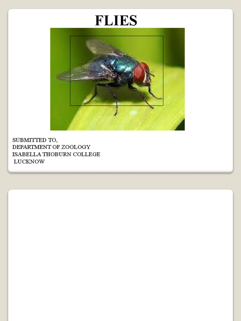 Flies | PDF | Fly | Pupa