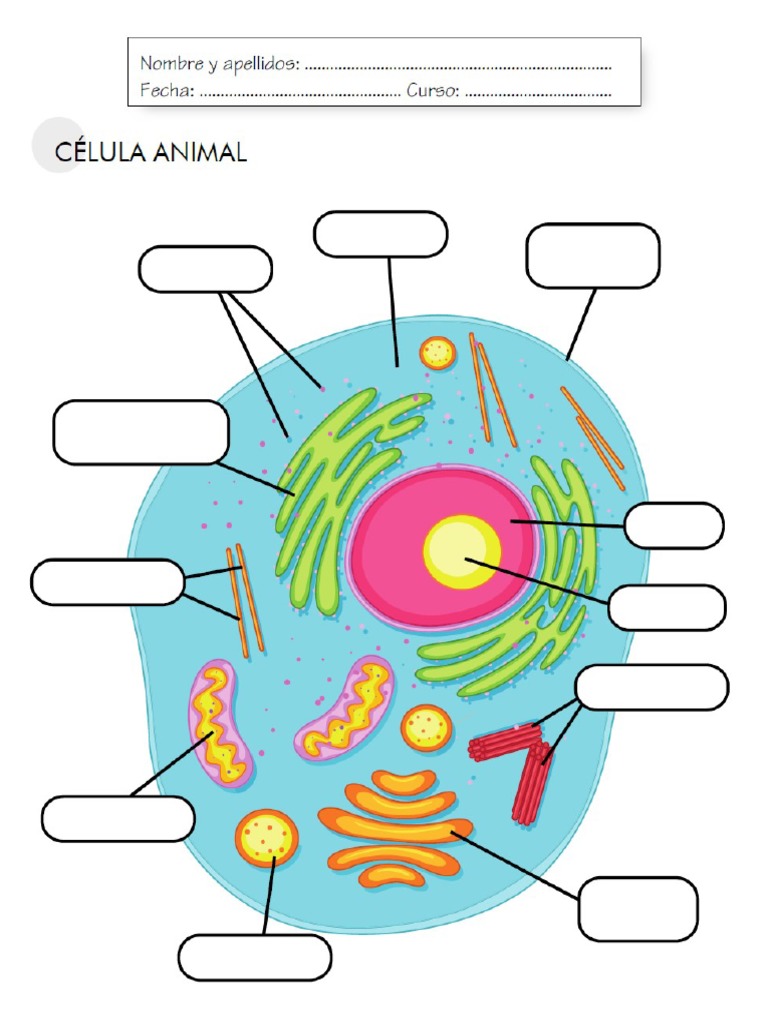 Célula Animal | PDF