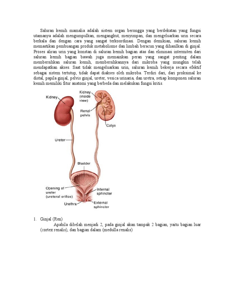 Refrat BSK | PDF | Ilmu Sosial