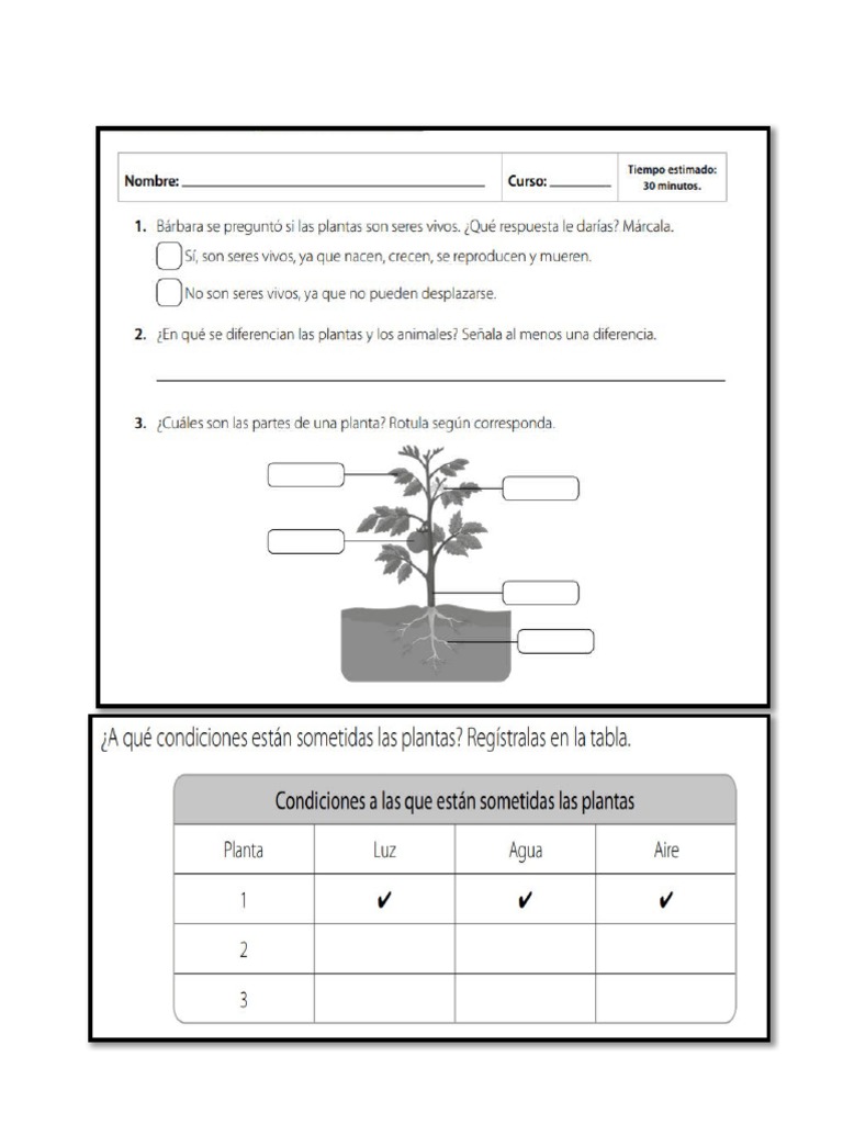 Necesidades de Las Plantas 3° Básico | PDF