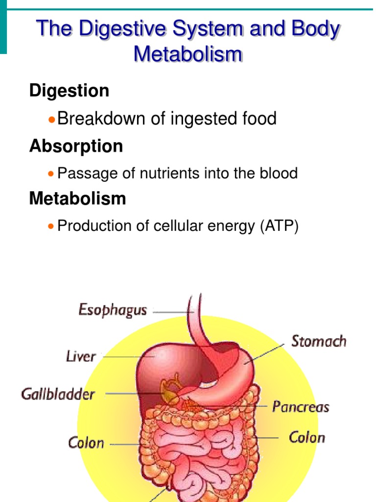 Digestion and Absorption (1) | PDF | Digestion | Small Intestine