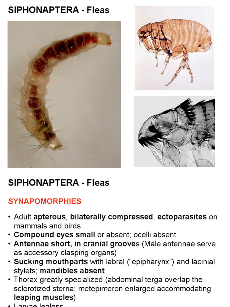 22 Siphonaptera | PDF