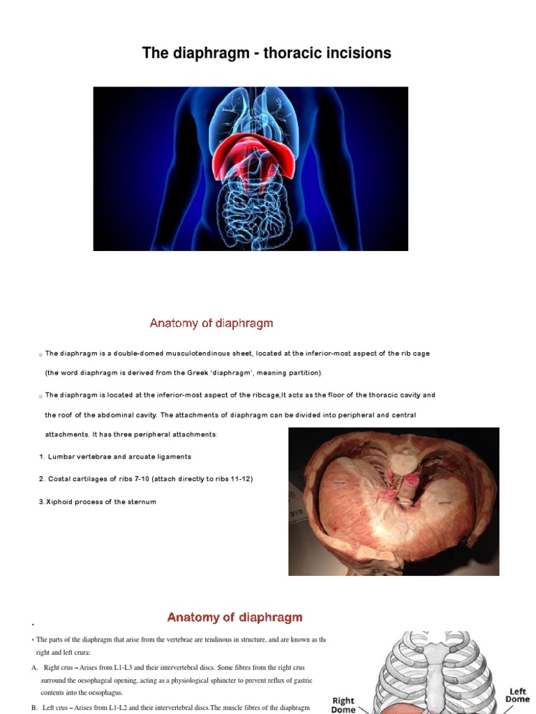The Diaphragm - Thoracic Incisions | PDF | Thorax | Thorax (Human Anatomy)