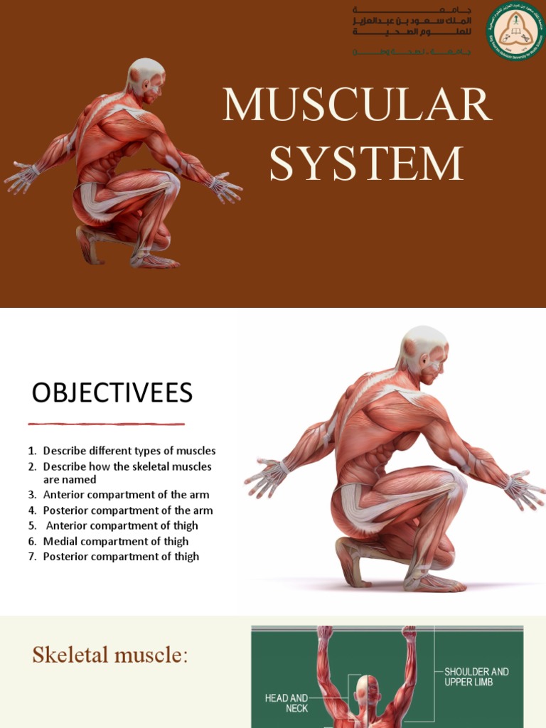 Muscular system PRESENTATION | PDF | Arm | Musculoskeletal System