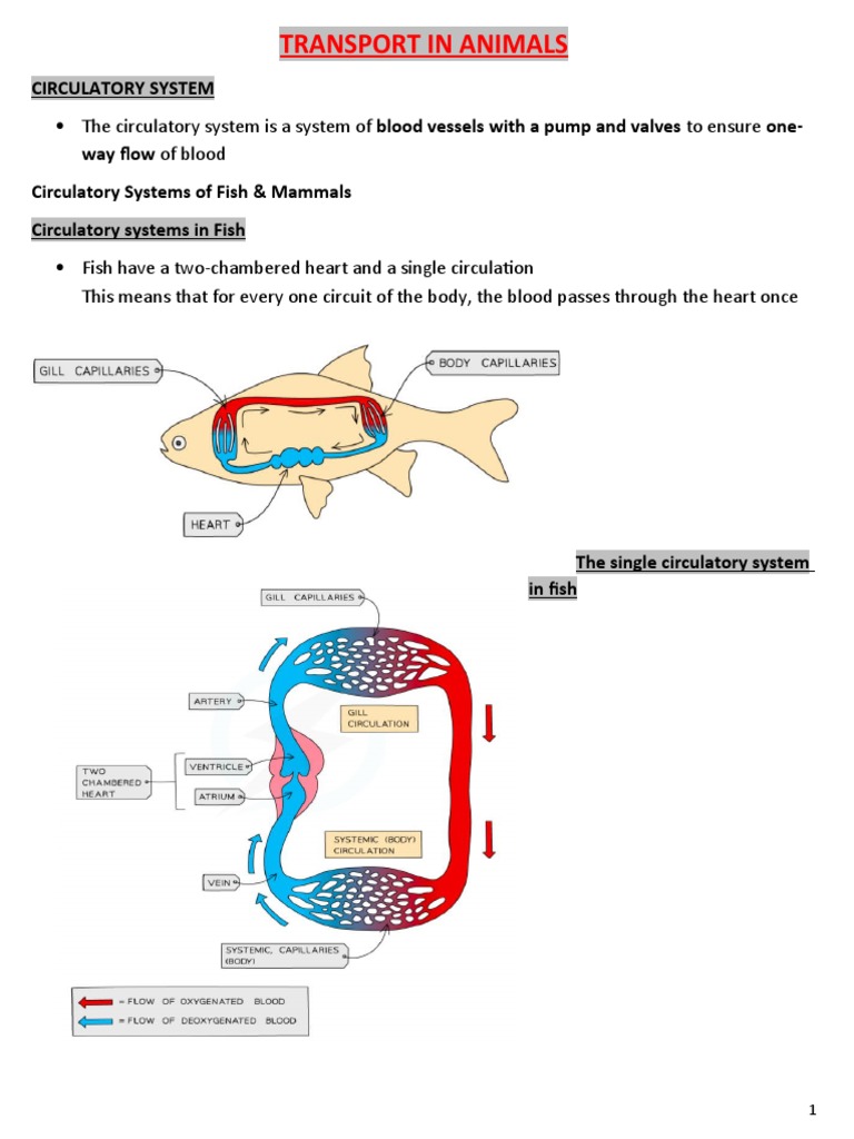 Transport in Animals | PDF | Heart | Heart Valve