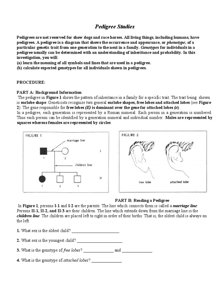Pedigree Studies | PDF | Genotype | Dominance (Genetics)