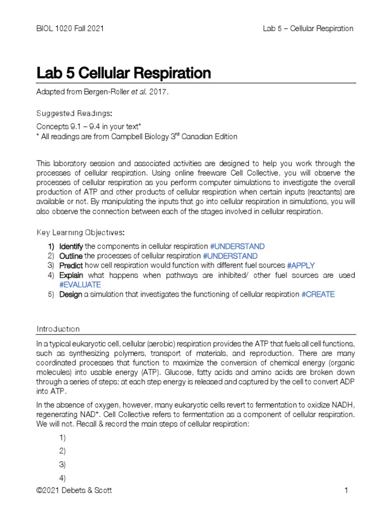 F21 - BIOL 1020 Lab 5 Handout | PDF | Cellular Respiration | Pyruvic Acid